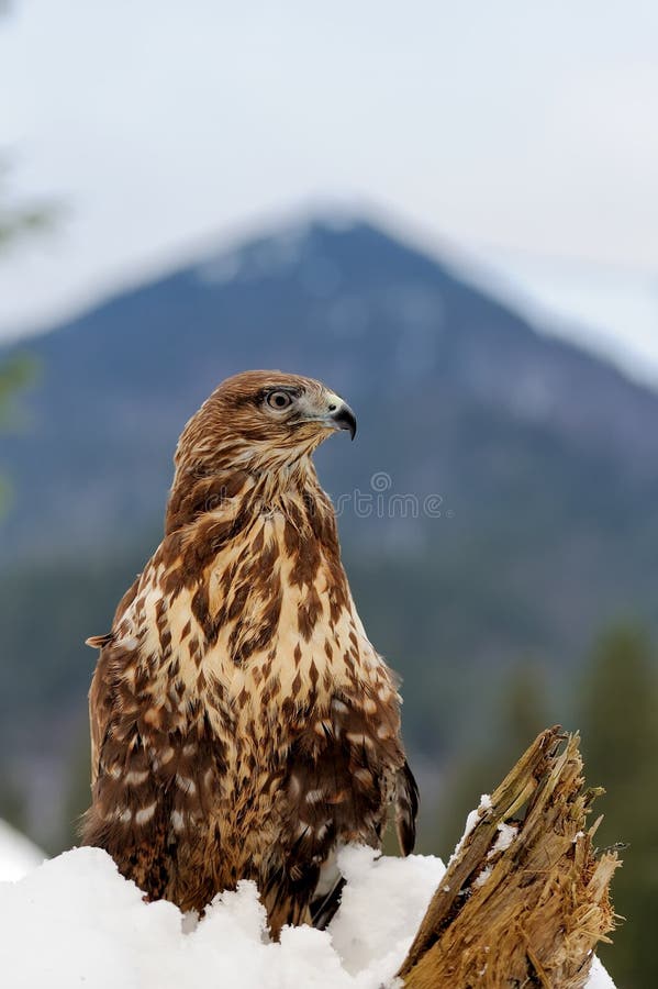 Hawk stock image. Image of outdoors, wildlife, landscape - 36900175