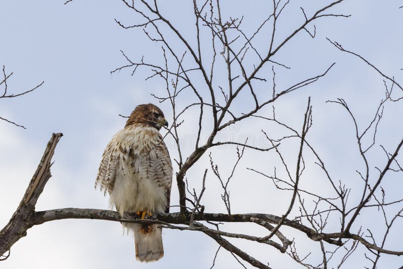 Hawk stock photo. Image of hawk, brown, profile, perched - 50720386