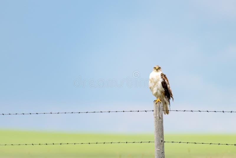 Red Tailed Hawk On Fence Post Stock Photo - Image of falconry, fence ...