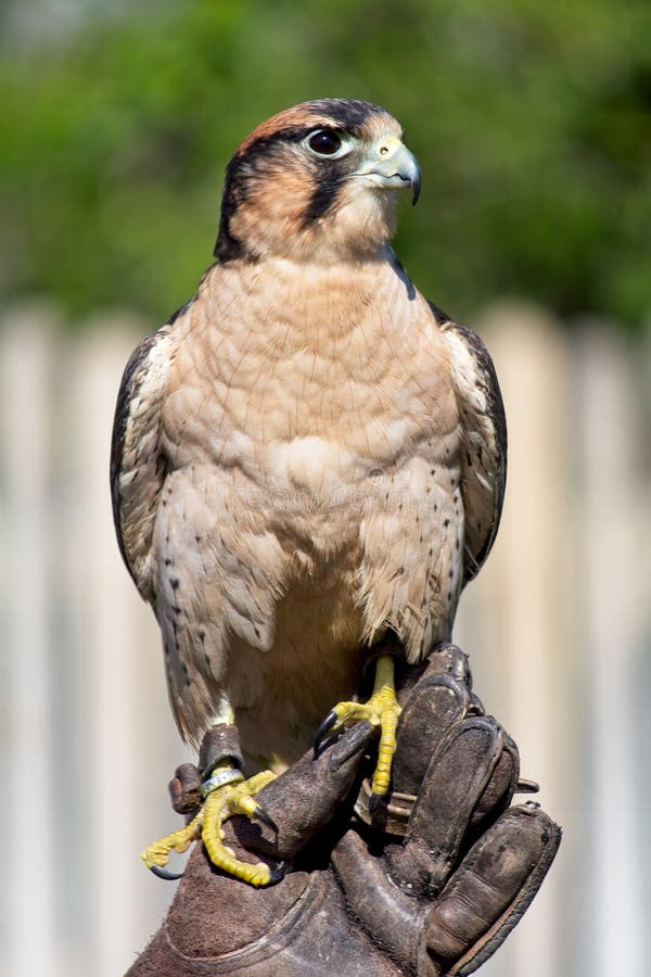 A Hawk Sitting on Its Handler`s Glove Stock Image - Image of glove ...