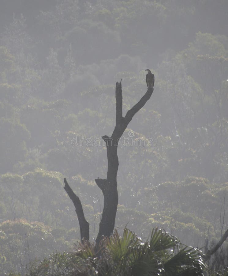 Hawk sitting on the log stock image. Image of park, hawk - 237634143