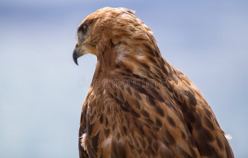 Hawk stock image. Image of outdoors, outdoor, majestic - 34050267