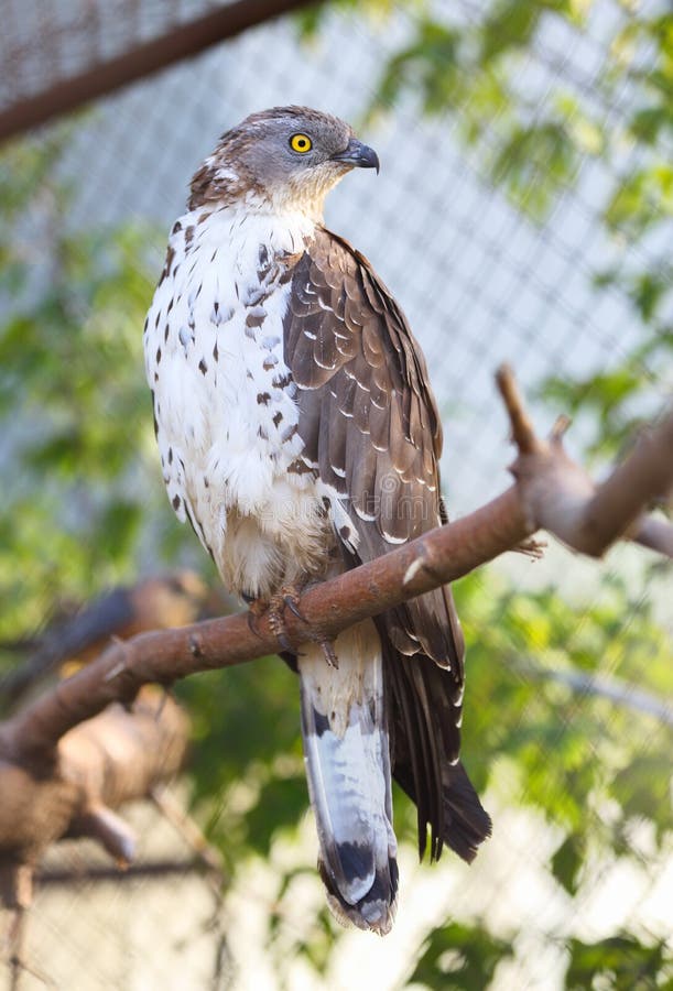 Hawk stock image. Image of falconry, perch, landing, angry - 44286393