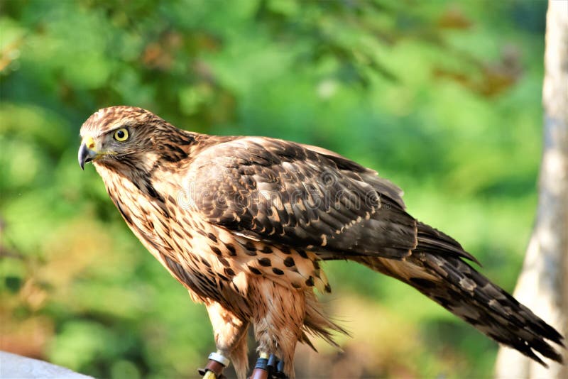 Hawk Sitting on a Tree Branch Stock Image - Image of elegant, green ...