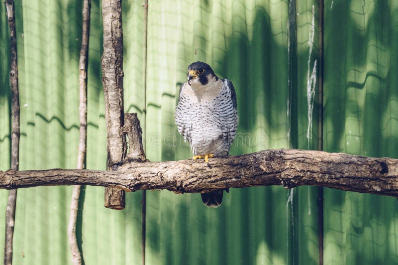 Hawk Sitting on a Tree Branch Stock Photo - Image of ornithology ...