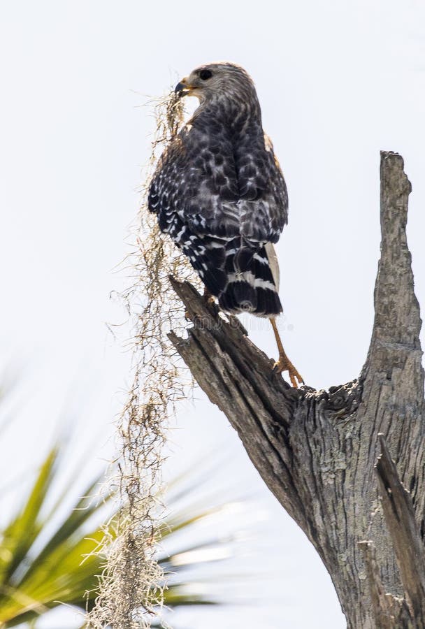 Hawk sitting in tree stock image. Image of hawk, nature - 273268817