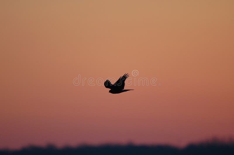 Hawk Sky stock photo. Image of sunrise, animal, wild, nature - 2308450