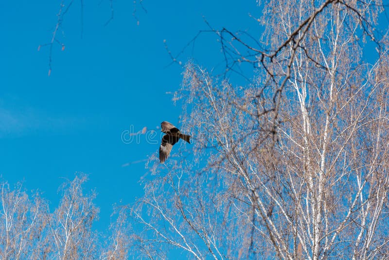 Hawk in the Sky. a Bird in Flight Stock Photo - Image of white, hawk ...