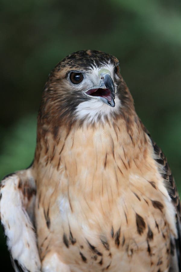 Hawk stock image. Image of hawk, woods, bird, wings, flying - 33070437