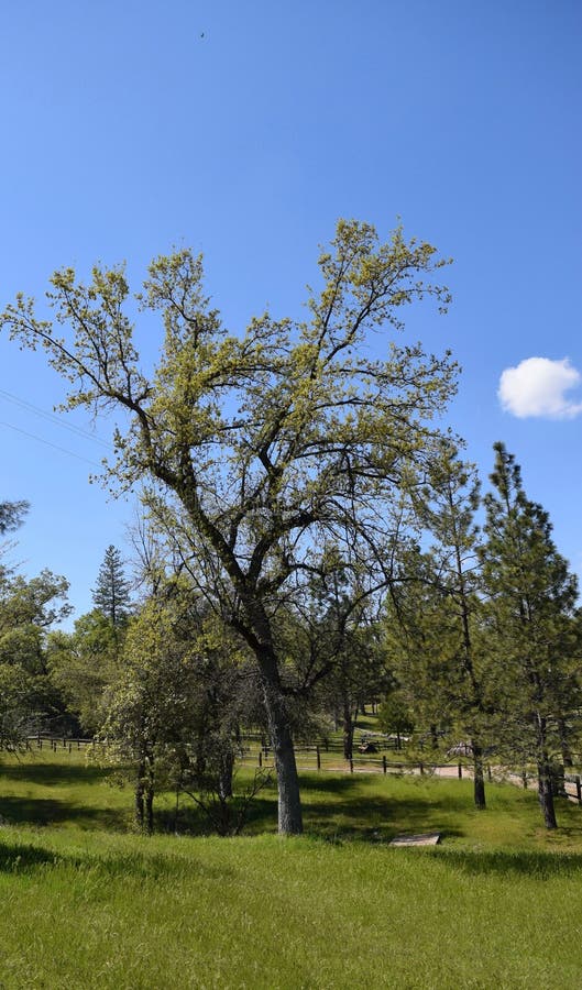 Hawk flying over pine tree stock image. Image of altitude - 376560391
