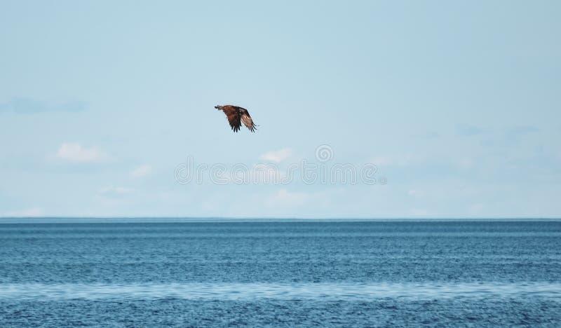 Hawk Soaring Above the Water and Hunting for Fish Stock Image - Image ...