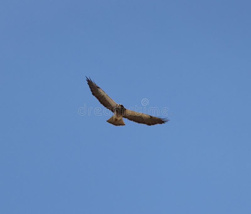 Hawk Soaring in a Clear Blue Sky with Wings Spread Wide Stock Photo ...