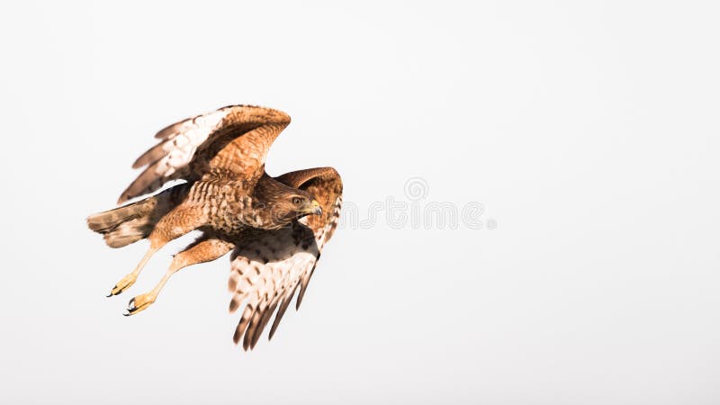 Hawk Soars Against White Sky Stock Image - Image of flying, outdoor ...