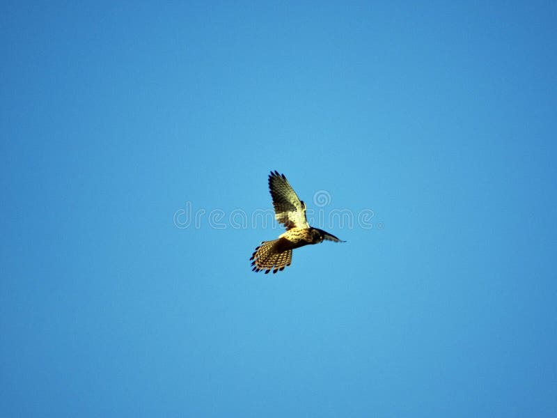 A Hawk Preparing To Pounce on Prey Stock Photo - Image of birds, prey ...