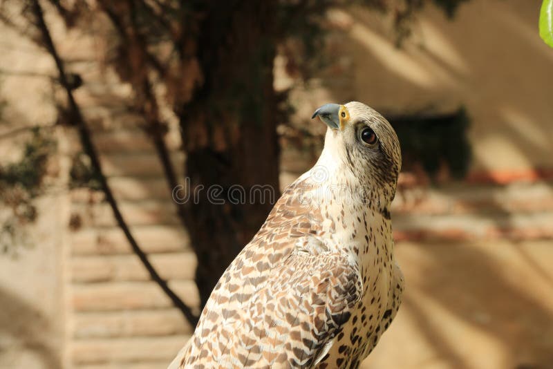 Hawk stock image. Image of spain, bird, garden, tree - 70842447