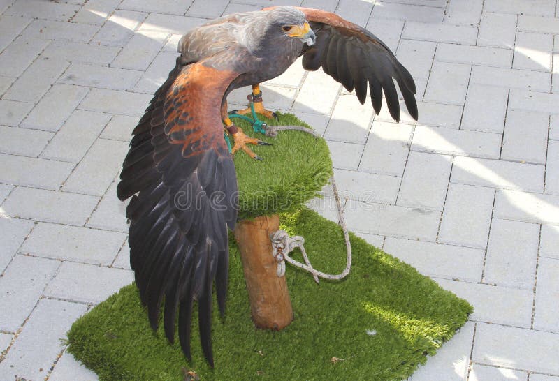 Hawk with Spread Winks on a Tree Trunk Stock Image - Image of dangers ...