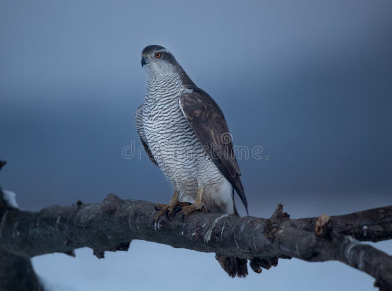 Hawk standing on branch stock photo. Image of accipiter - 144800566