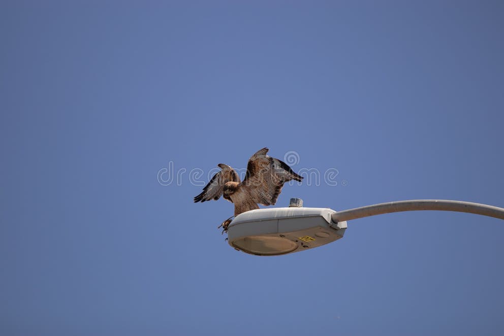 Hawk Standing in a Light Post with Its Wings in the Sky Stock Photo ...