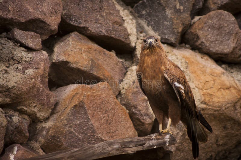 Hawk stock photo. Image of horizontal, nature, green - 47334802