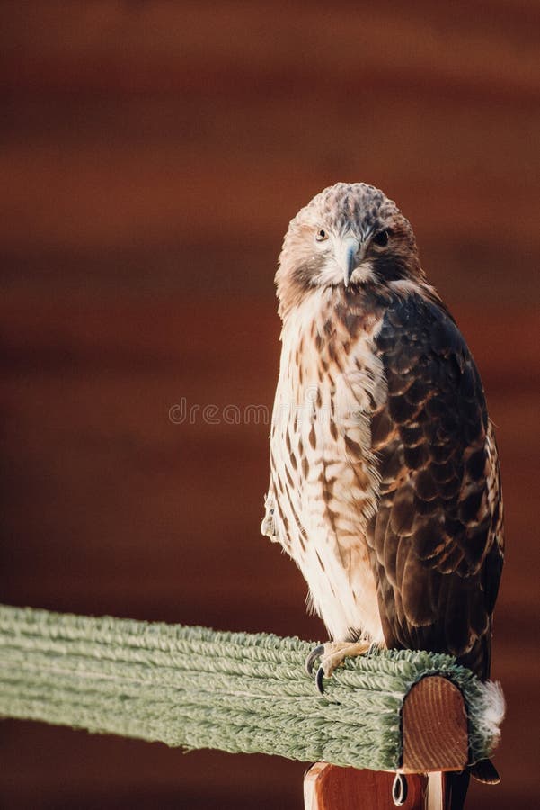Hawk Standing Wood Head Turned Left Stock Photos - Free & Royalty-Free ...