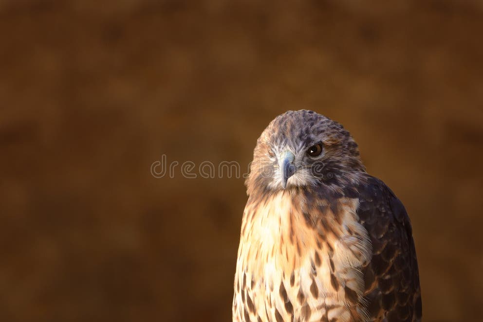 Hawk Standing on Wood with Head Turned Left Stock Photo - Image of bird ...