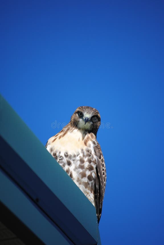 Hawk stare stock image. Image of falcon, wildlife, predator - 16351363