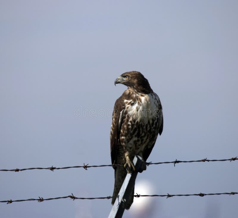Hawk Stare stock image. Image of glare, bird, stare, wire - 337947