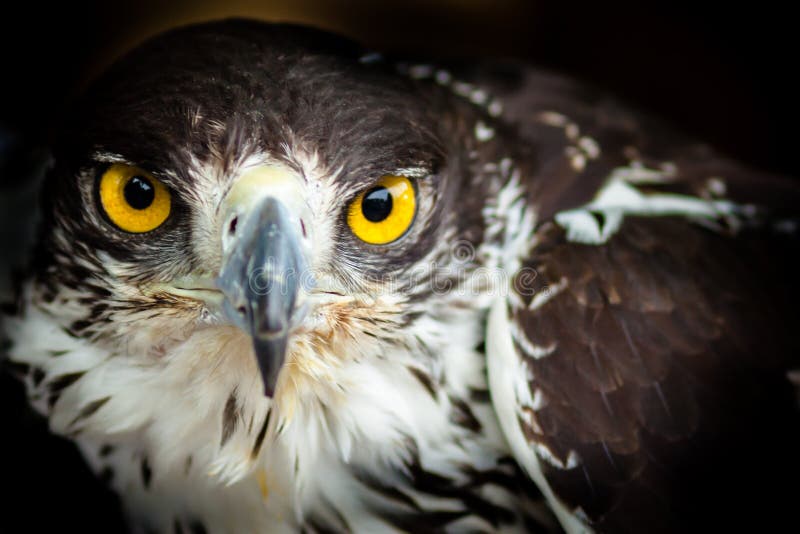 Hawk staring stock photo. Image of hawk, hawks, nocturnal - 77004544