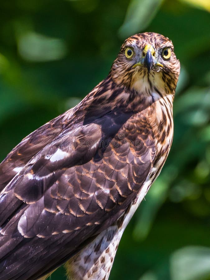 Hawk Staring stock image. Image of outside, backyard - 98523945