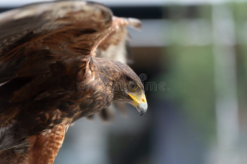 The Hawk Straight Face Expression of Eye Stock Image - Image of ...