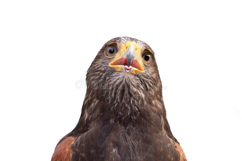 The Hawk Straight Face Expression of Eye Stock Image - Image of dhabi ...