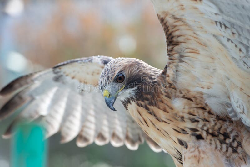 Gyr Falcon Ruffling His Feathers in the Cool Air Stock Photo - Image of ...