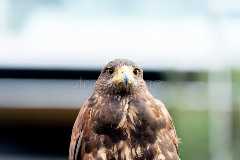 Gyr Falcon Ruffling His Feathers in the Cool Air Stock Photo - Image of ...