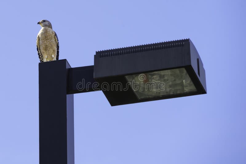 Hawk on a Street Light stock photo. Image of wildlife - 187313028