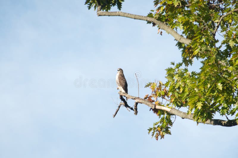 Hawk Surveying Tree Branch Perch Stock Photos - Free & Royalty-Free ...