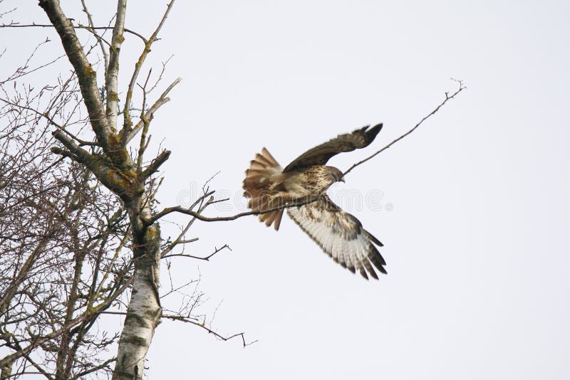 Hawk Takes Flight stock image. Image of bird, flying - 28894513
