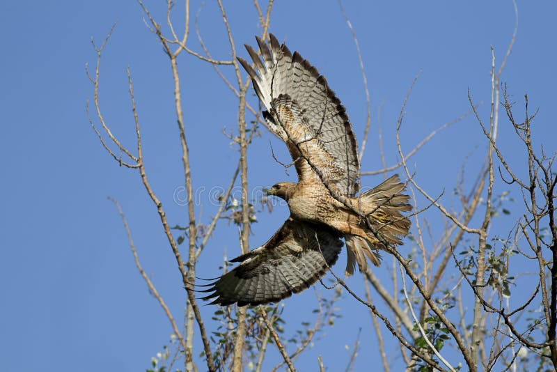 Hawk takes flight. stock image. Image of wings, brown - 71888669