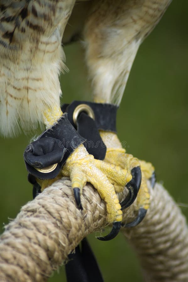 Red-Tailed Hawk (Buteo Jamaicensis) Talons Stock Image - Image of ...