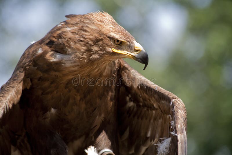 Hawk to hunt stock image. Image of strength, predator - 23699283