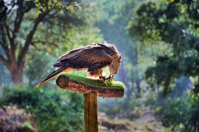 Hawk stock image. Image of wildlife, outdoor, wild, brown - 49072843