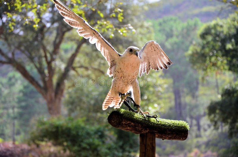 Hawk stock image. Image of goshawk, wild, perch, foliage - 49276369