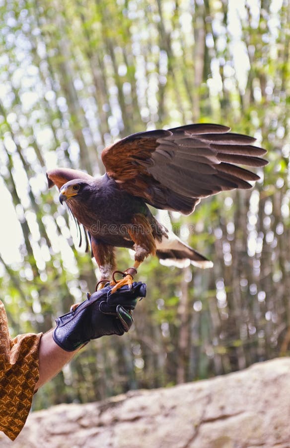 Hawk training stock photo. Image of sitting, show, wing - 4859392