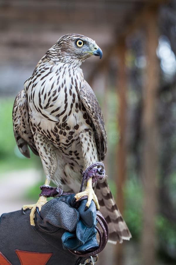 Training a Hawk stock image. Image of sitting, glove, hawk - 4859303