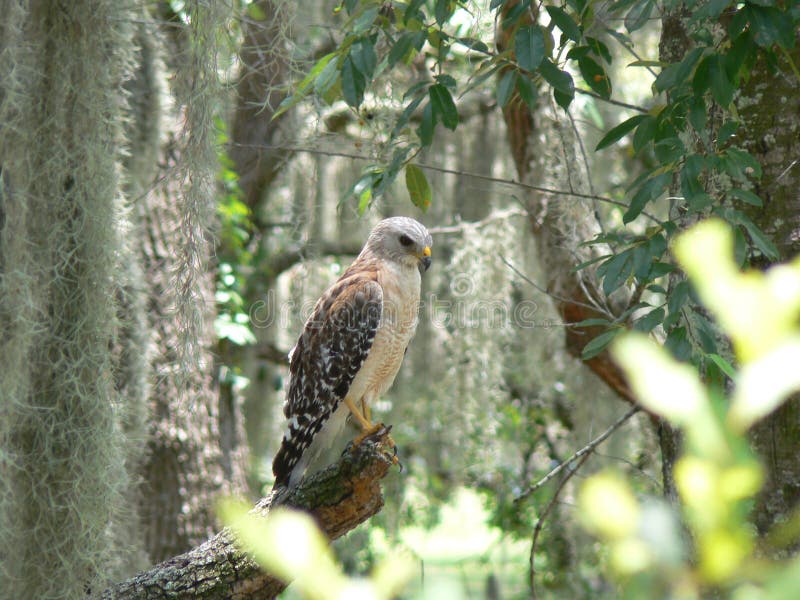 Hawk in Tree stock photo. Image of shouldered, spanish - 10866764