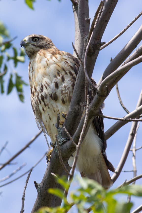 Hawk in a tree. stock image. Image of tail, eyes, blue - 20623867