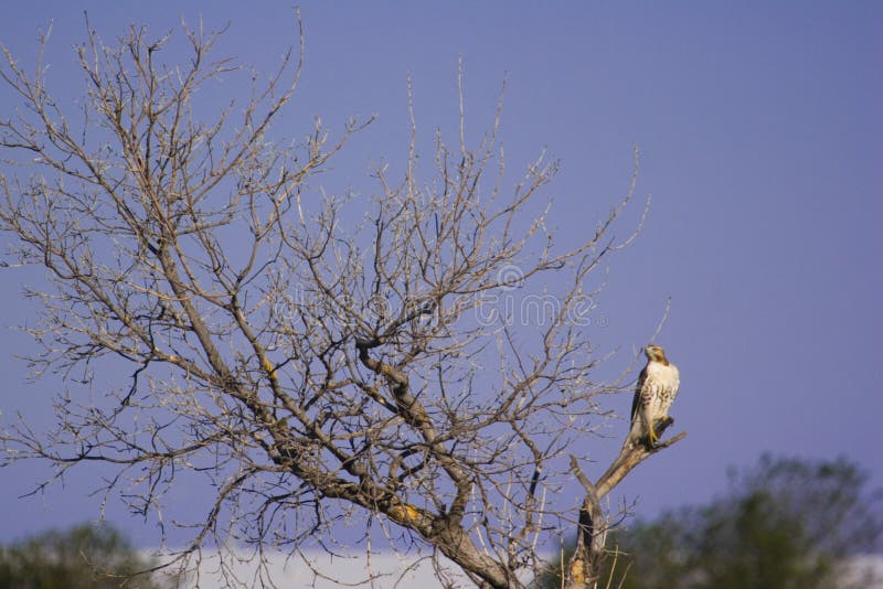 Hawk in a tree stock image. Image of black, dead, feathers - 611975