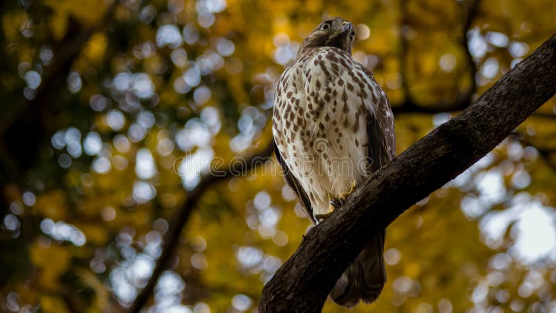 Hawk on a Tree Branch Looks To the Distance with Fall Foliage in ...