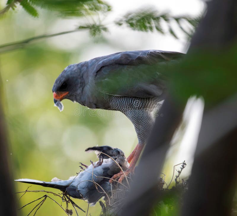 Hawk in a Tree Enjoying a Dead Pigeon Stock Image - Image of fauna ...