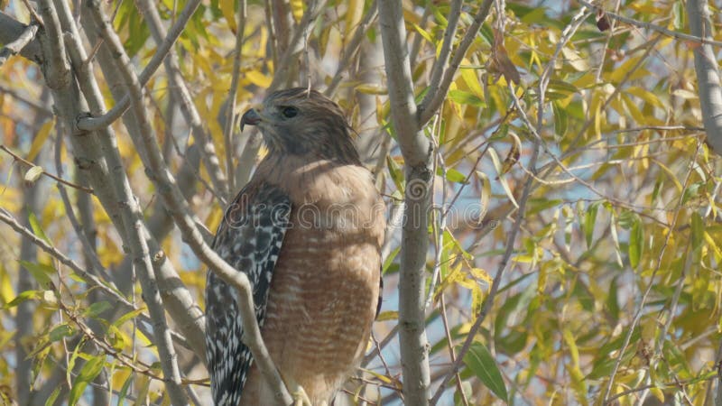 Hawk in Tree in Fall with Yellow Leaves Slow Motion Stock Footage ...