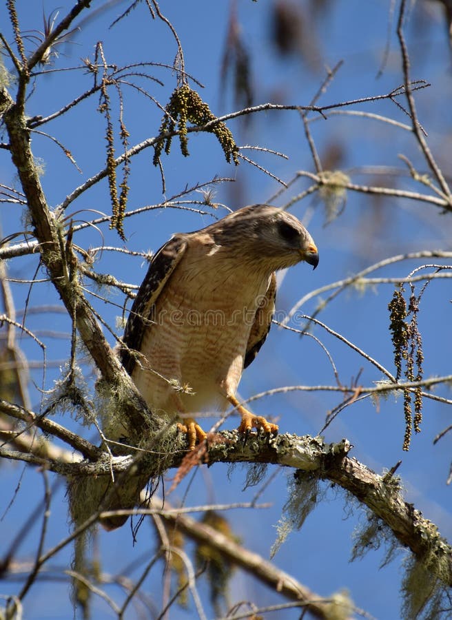 Hawk in tree Florida stock photo. Image of everglades - 210615314
